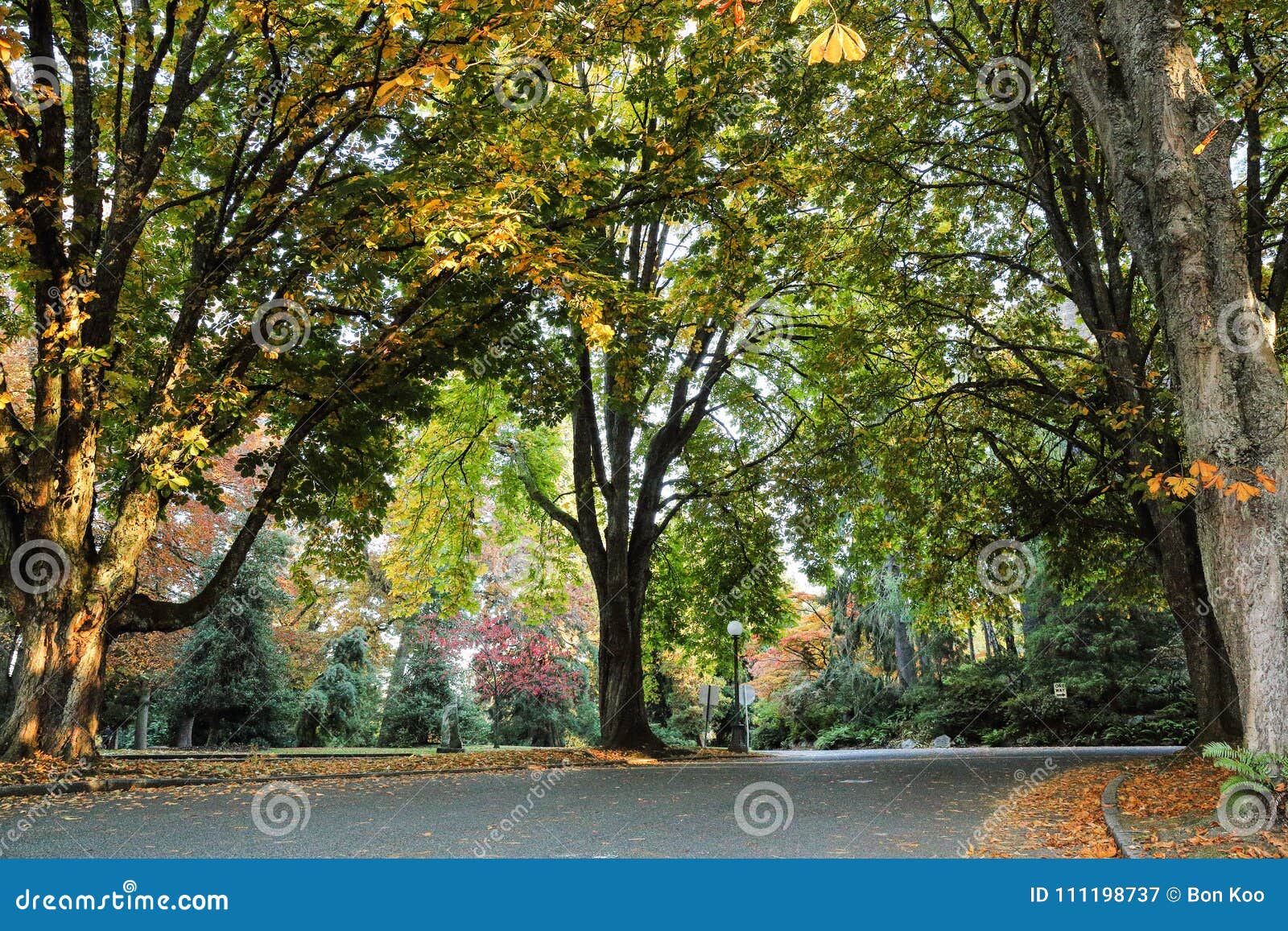 Colors of Fall at the Volunteer Park, Seattle Washington Stock Image ...
