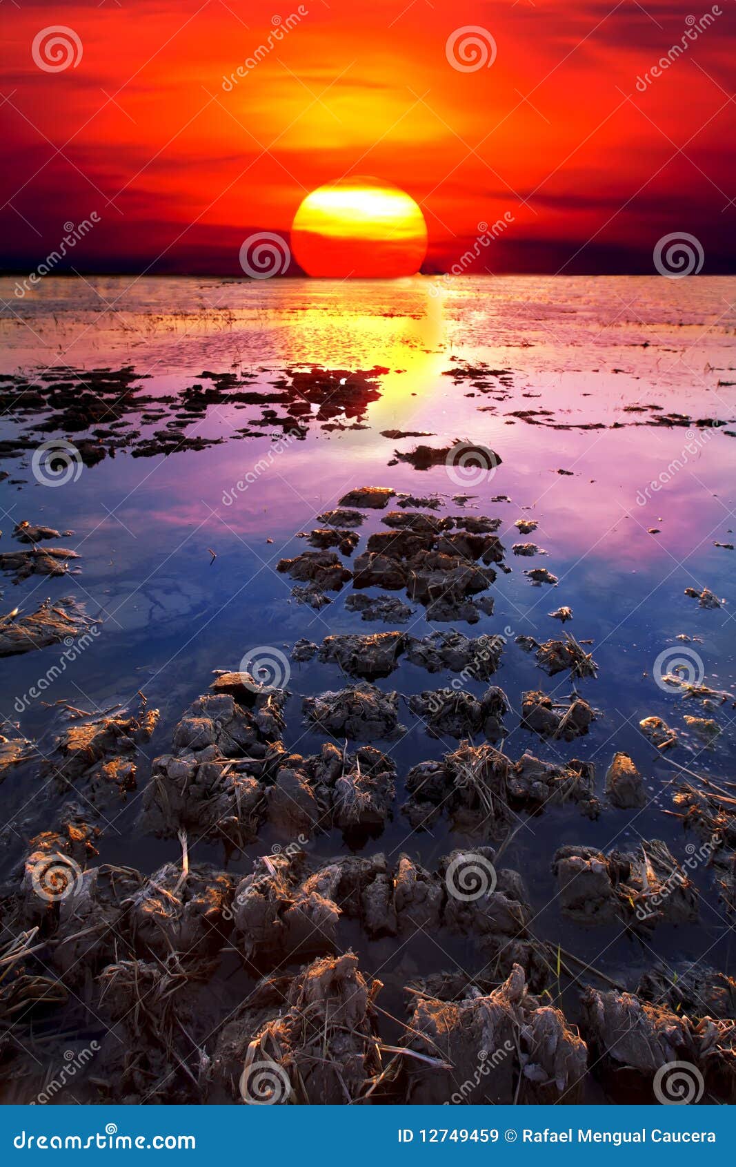 The colors of the field stock image. Image of agriculture - 12749459