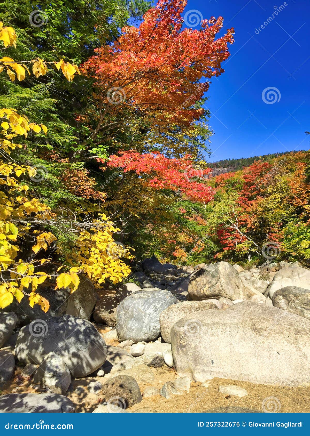 Colors of Foliage in New England Stock Photo - Image of wood, lush ...