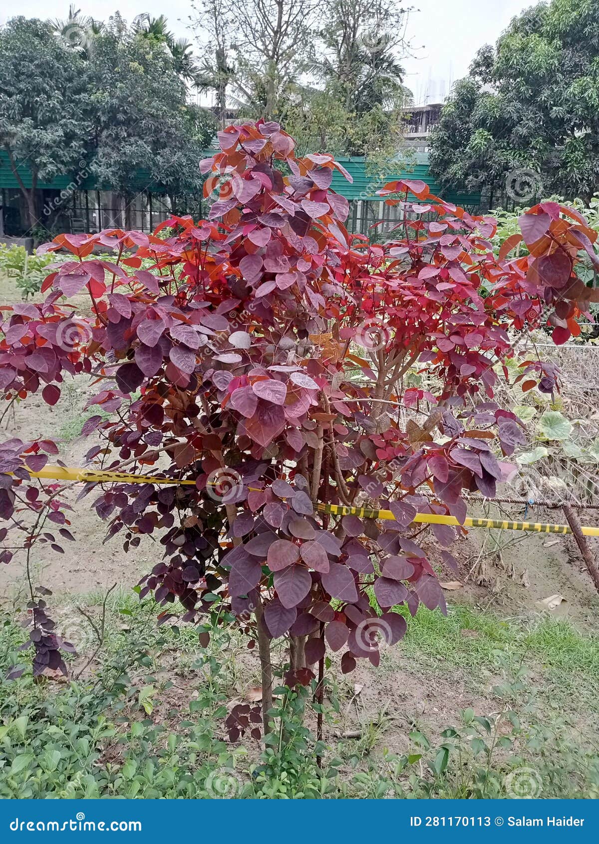 Colors Full Tree Nice Nature Stock Image - Image of full, nature: 281170113