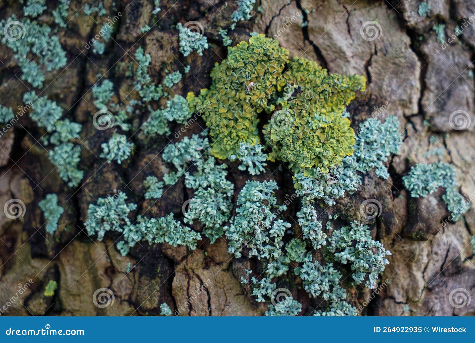Lichen in a Tree with Different Colors Stock Image - Image of market ...