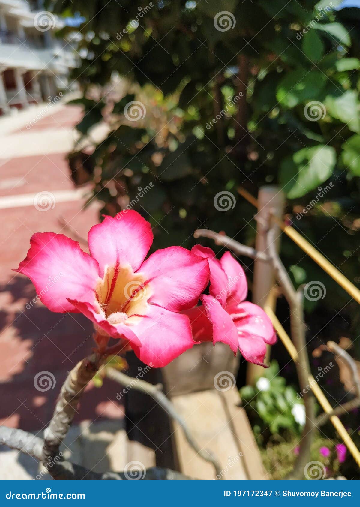 The Colors of Joy and Delight Stock Image - Image of delight, tree ...