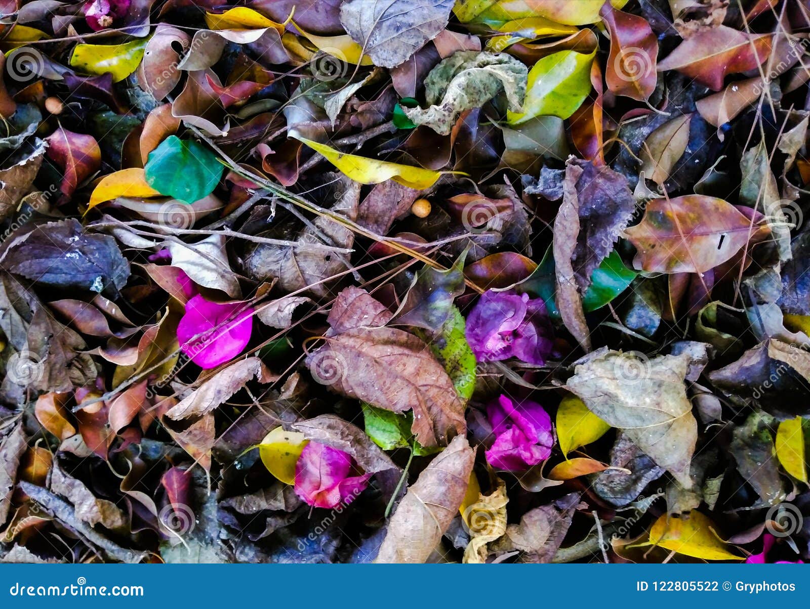 Colors leaf stock photo. Image of color, nature, colors - 122805522