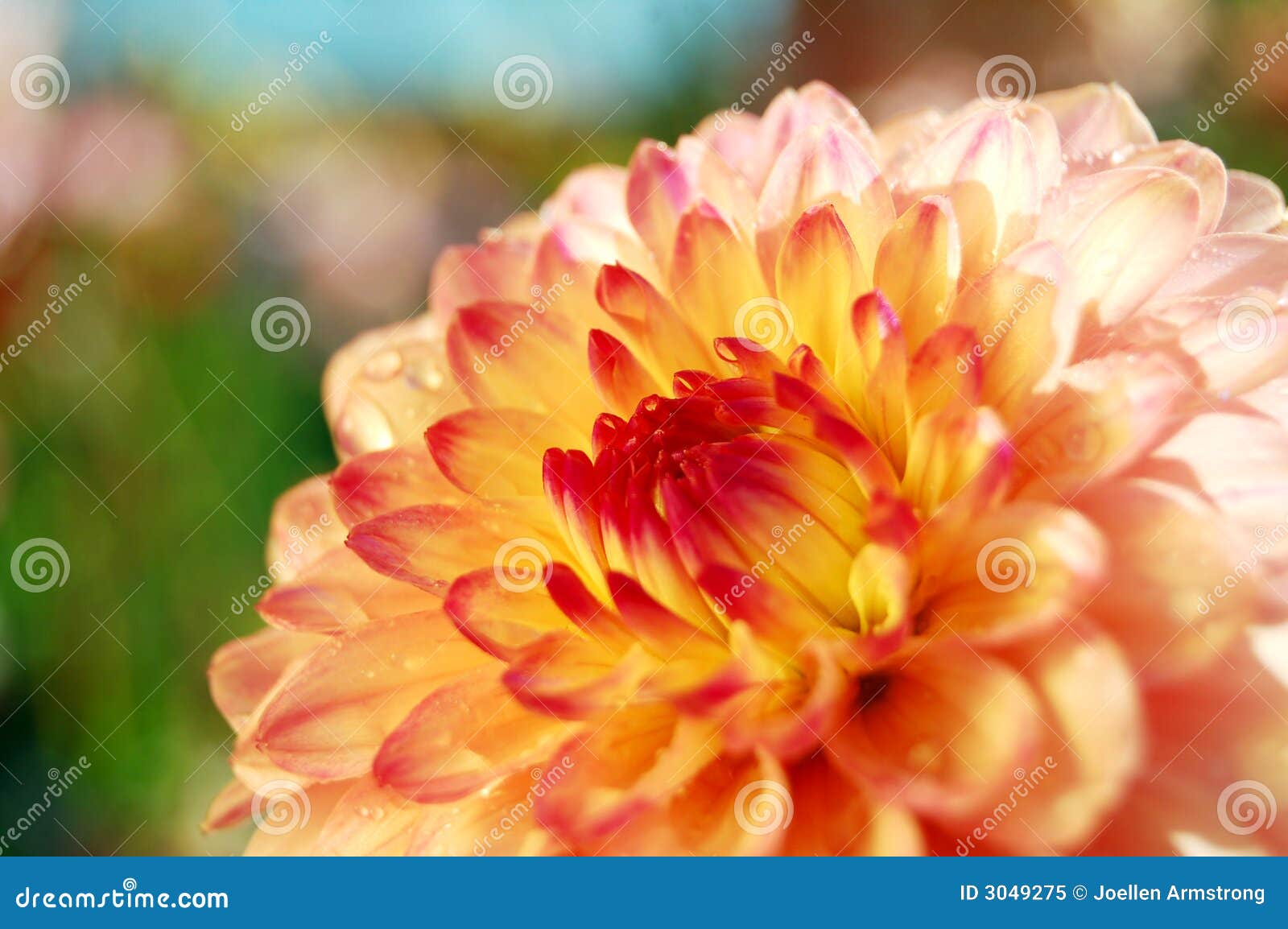 Colors in Nature stock image. Image of gold, bloom, floral - 3049275