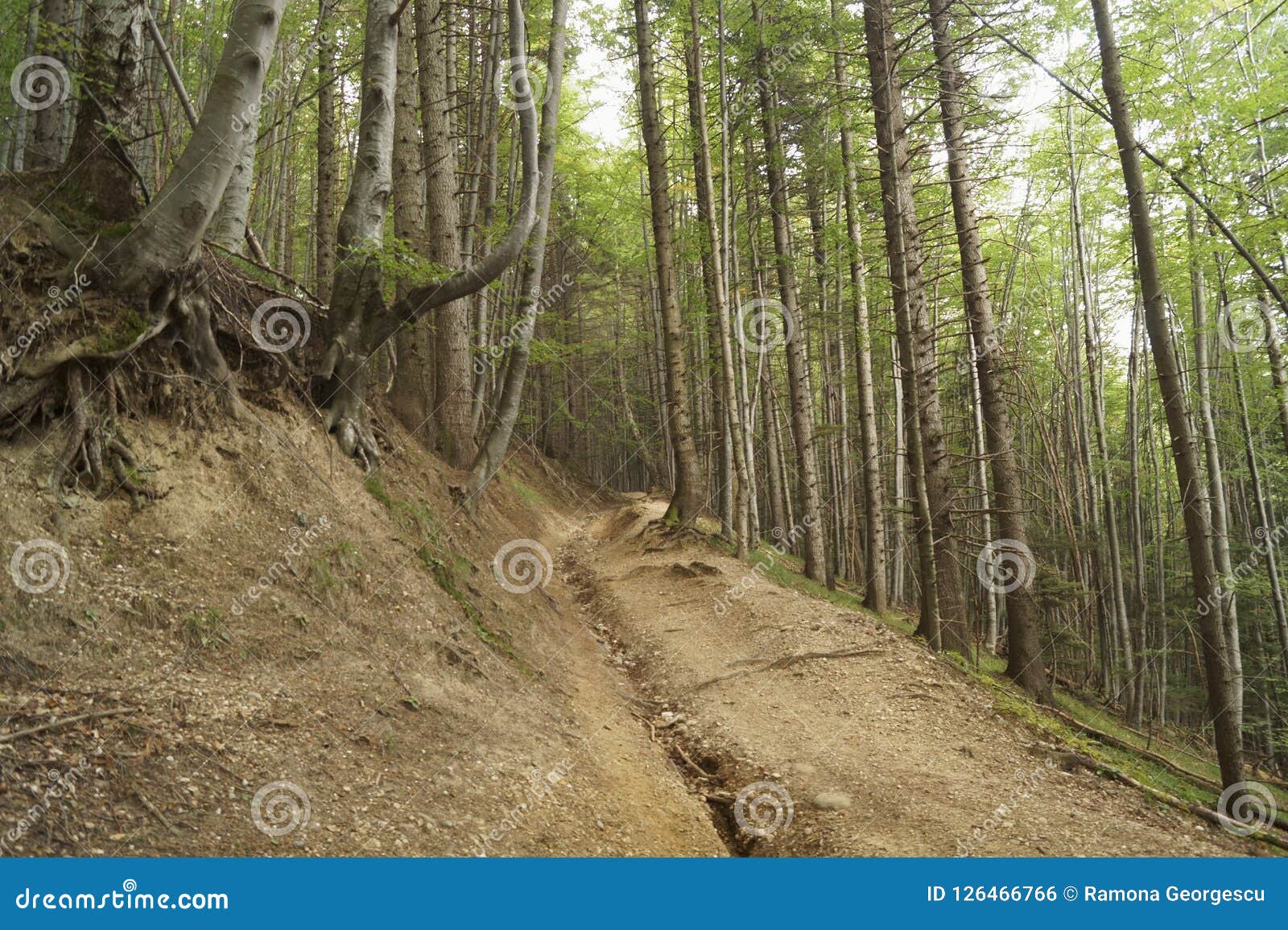 Landscape with Trunks of Trees - Beech Forest Stock Photo - Image of ...
