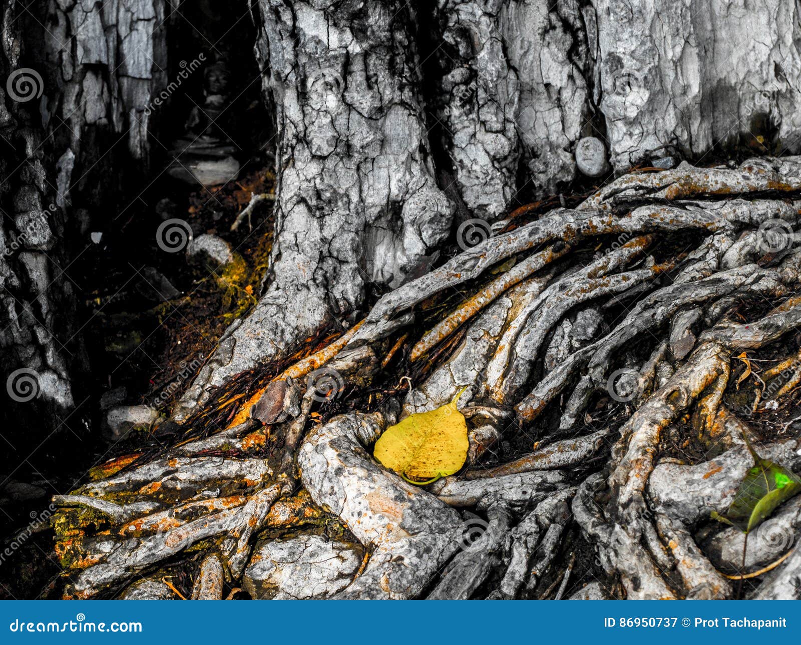 Colors of Nature Root and Leaves Stock Image - Image of forest, nature ...