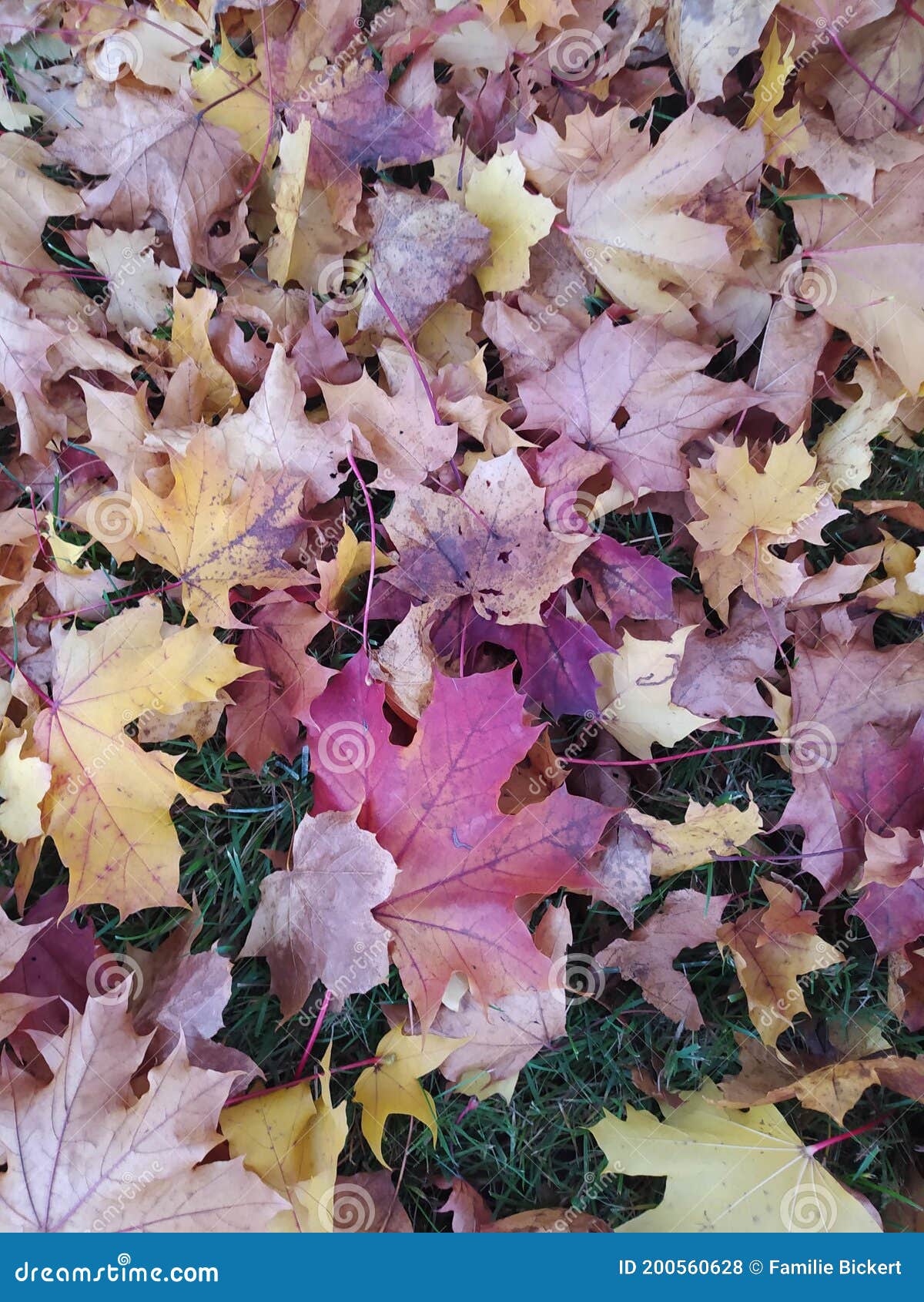 Colors in November stock photo. Image of produce, branch - 200560628