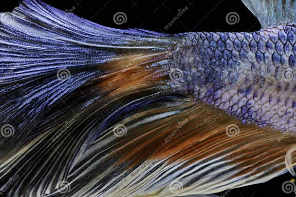 Colors and Patterns on the Fish Tail Surface Bite Stock Photo - Image ...