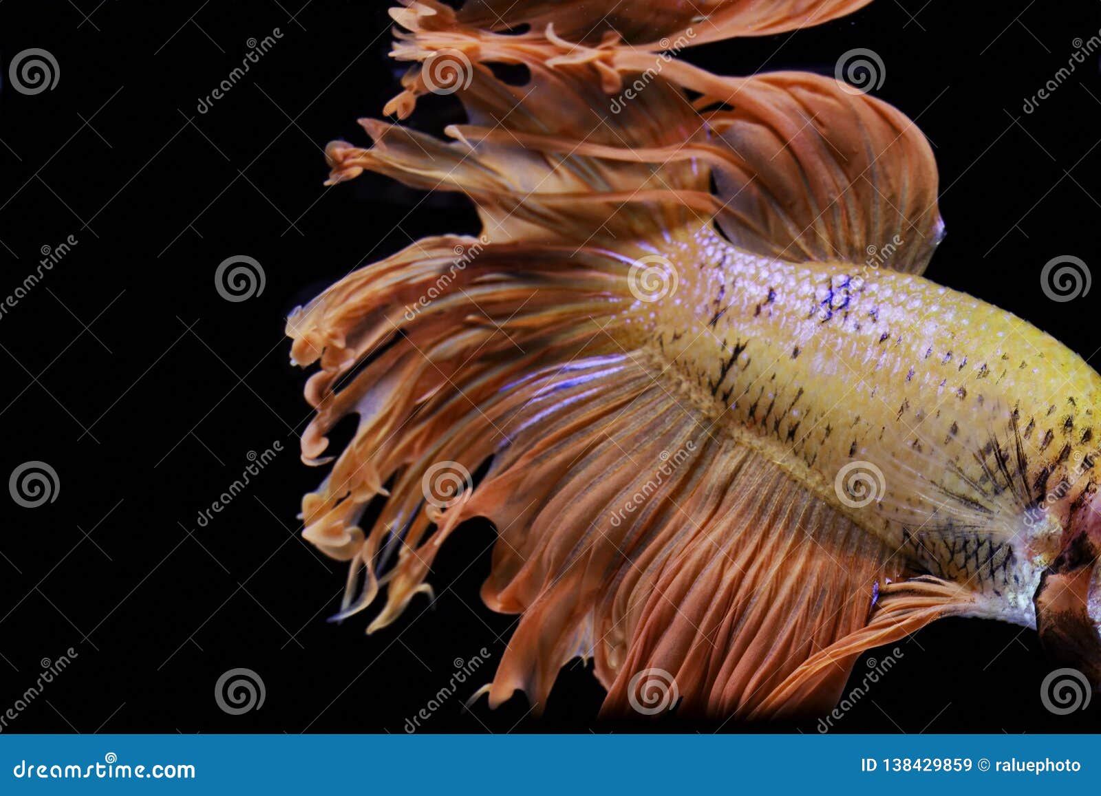 Colors and Patterns on the Fish Tail Surface Bite Stock Image - Image ...
