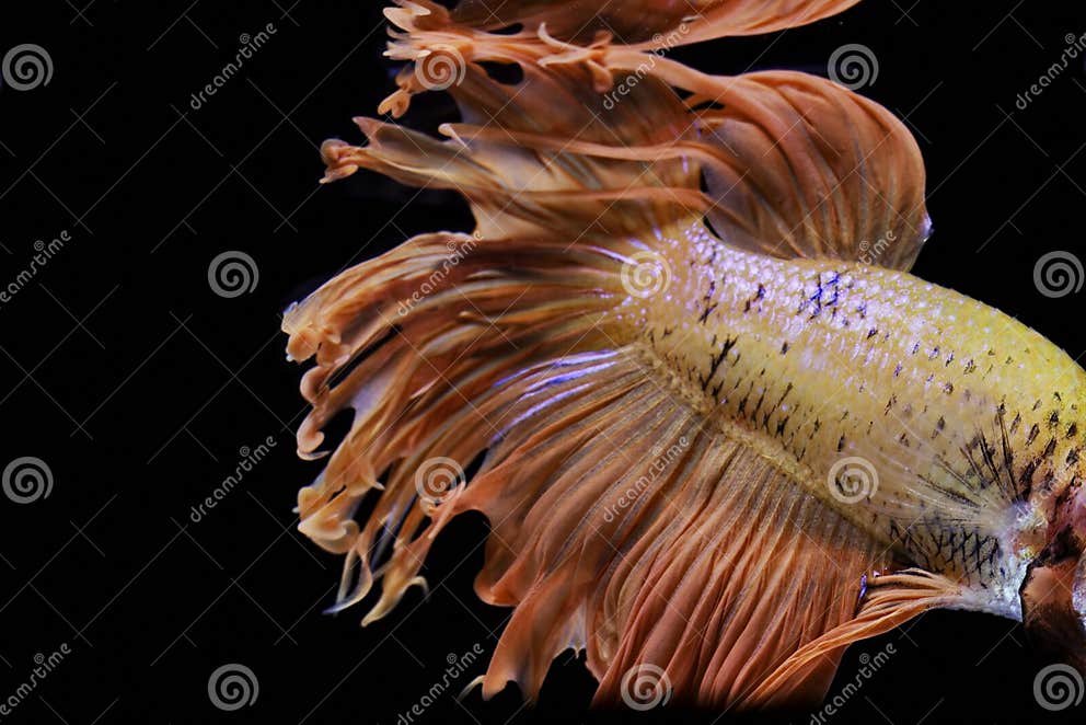 Colors and Patterns on the Fish Tail Surface Bite Stock Image - Image ...