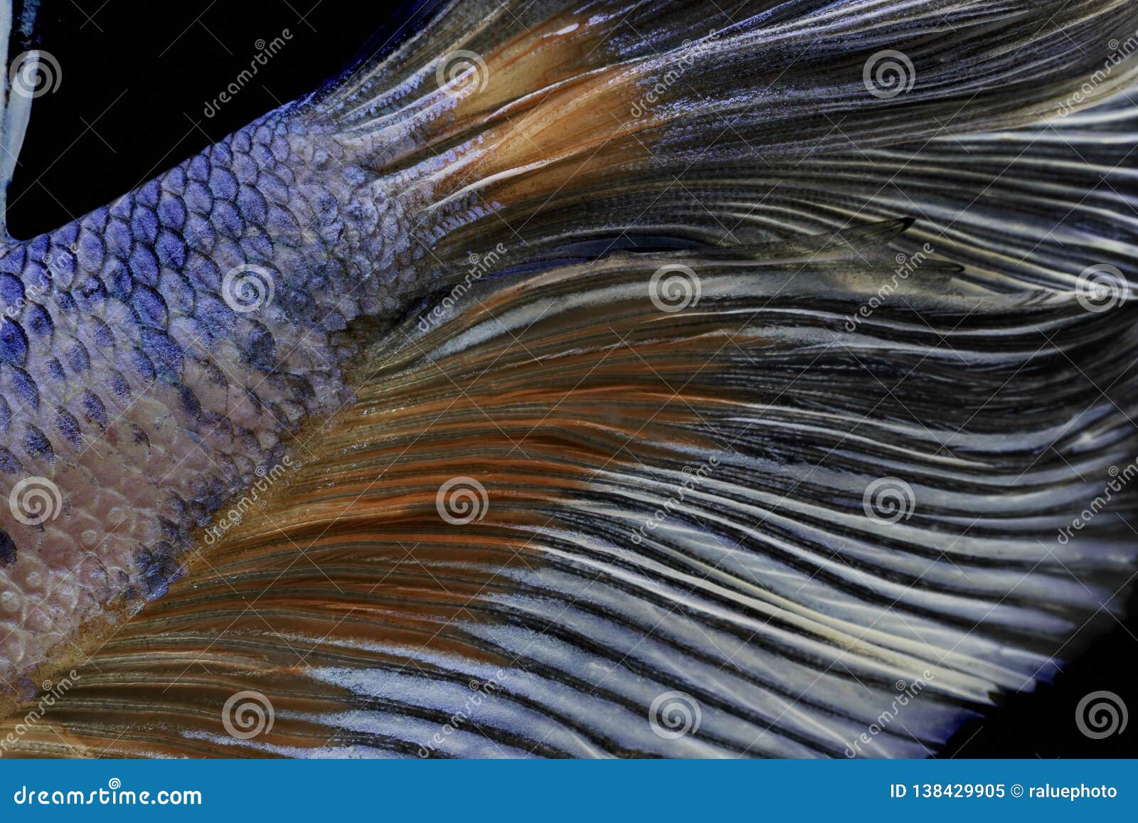 Colors and Patterns on the Fish Tail Surface Bite Stock Image - Image ...