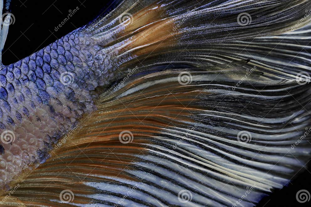 Colors and Patterns on the Fish Tail Surface Bite Stock Image - Image ...