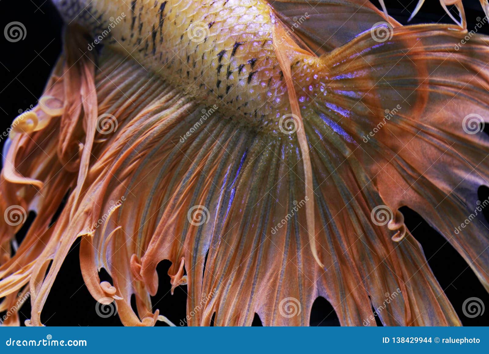 Colors and Patterns on the Fish Tail Surface Bite Stock Photo - Image ...