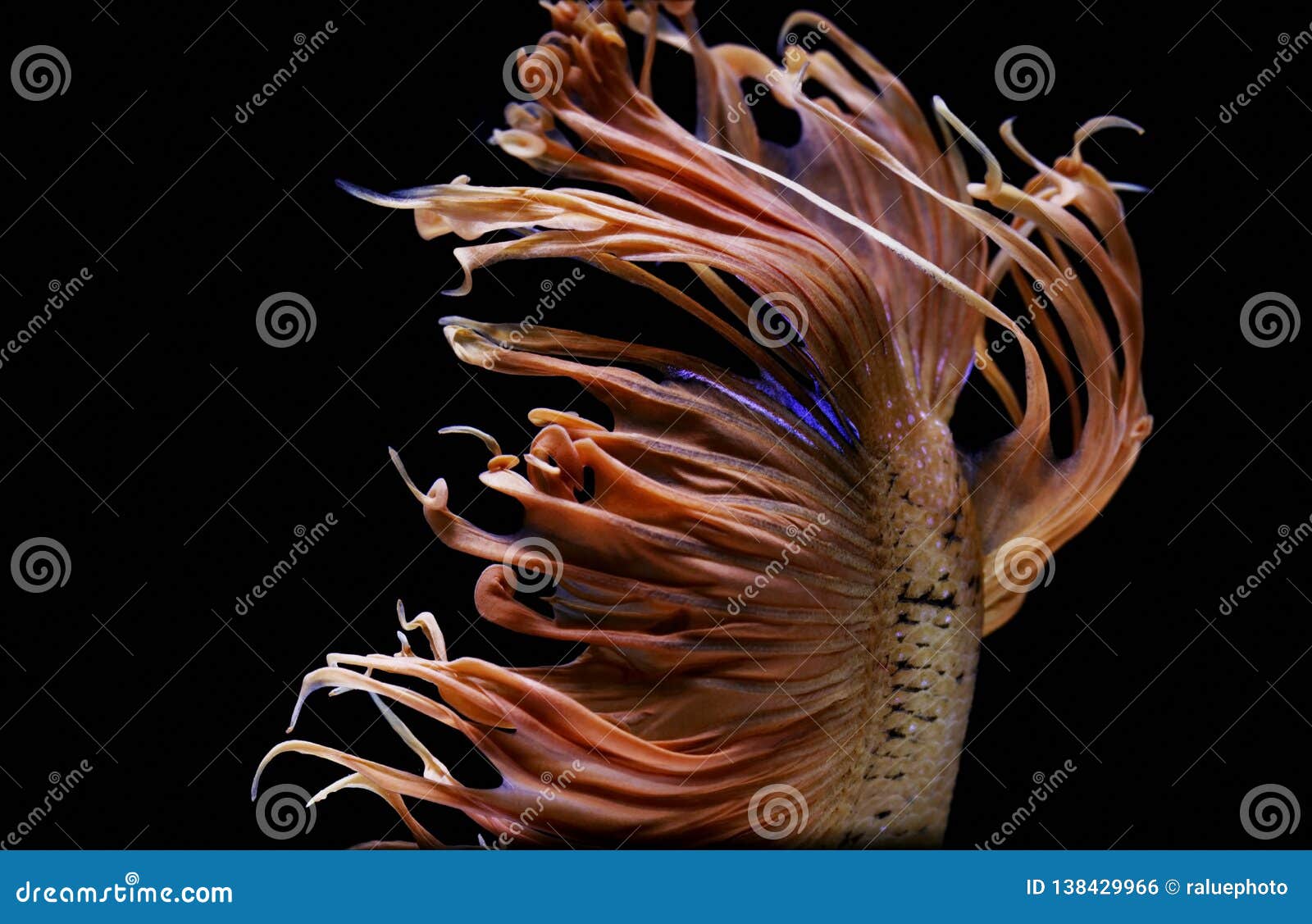 Colors and Patterns on the Fish Tail Surface Bite Stock Photo - Image ...