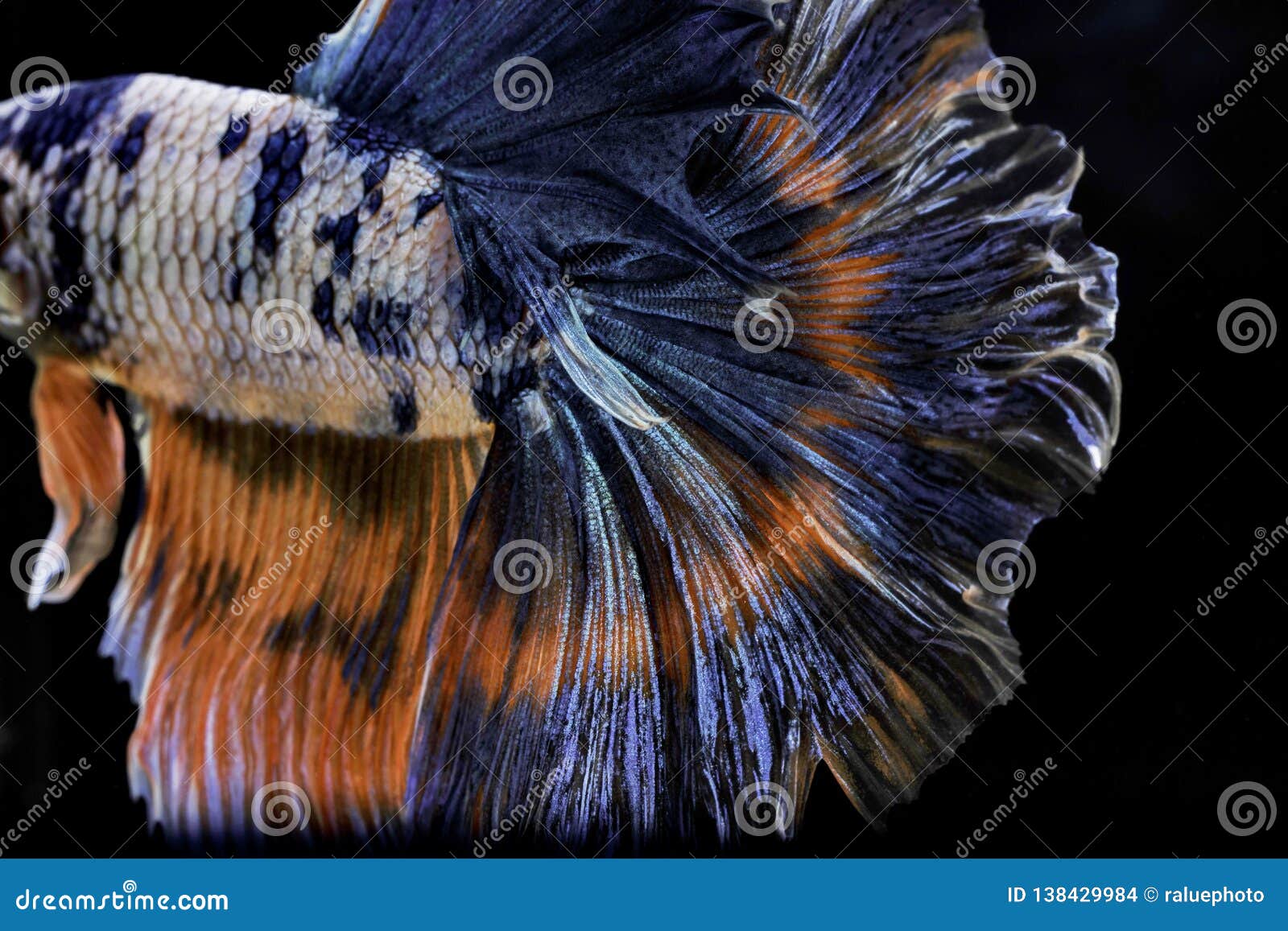 Colors and Patterns on the Fish Tail Surface Bite Stock Photo - Image ...