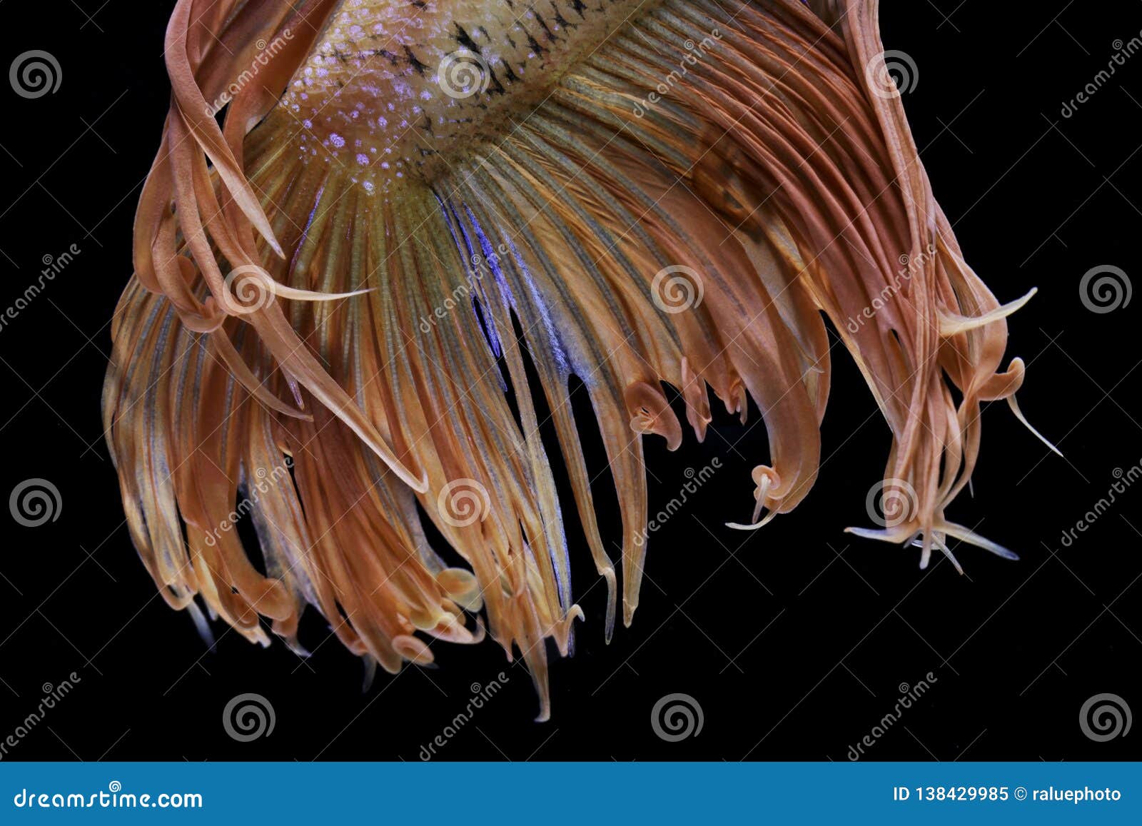 Colors and Patterns on the Fish Tail Surface Bite Stock Image - Image ...