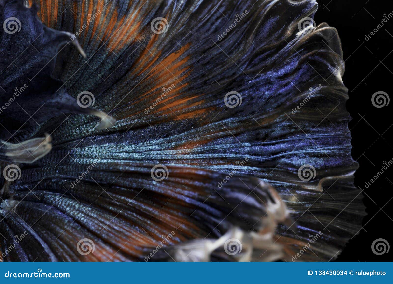 Colors and Patterns on the Fish Tail Surface Bite Stock Photo - Image ...
