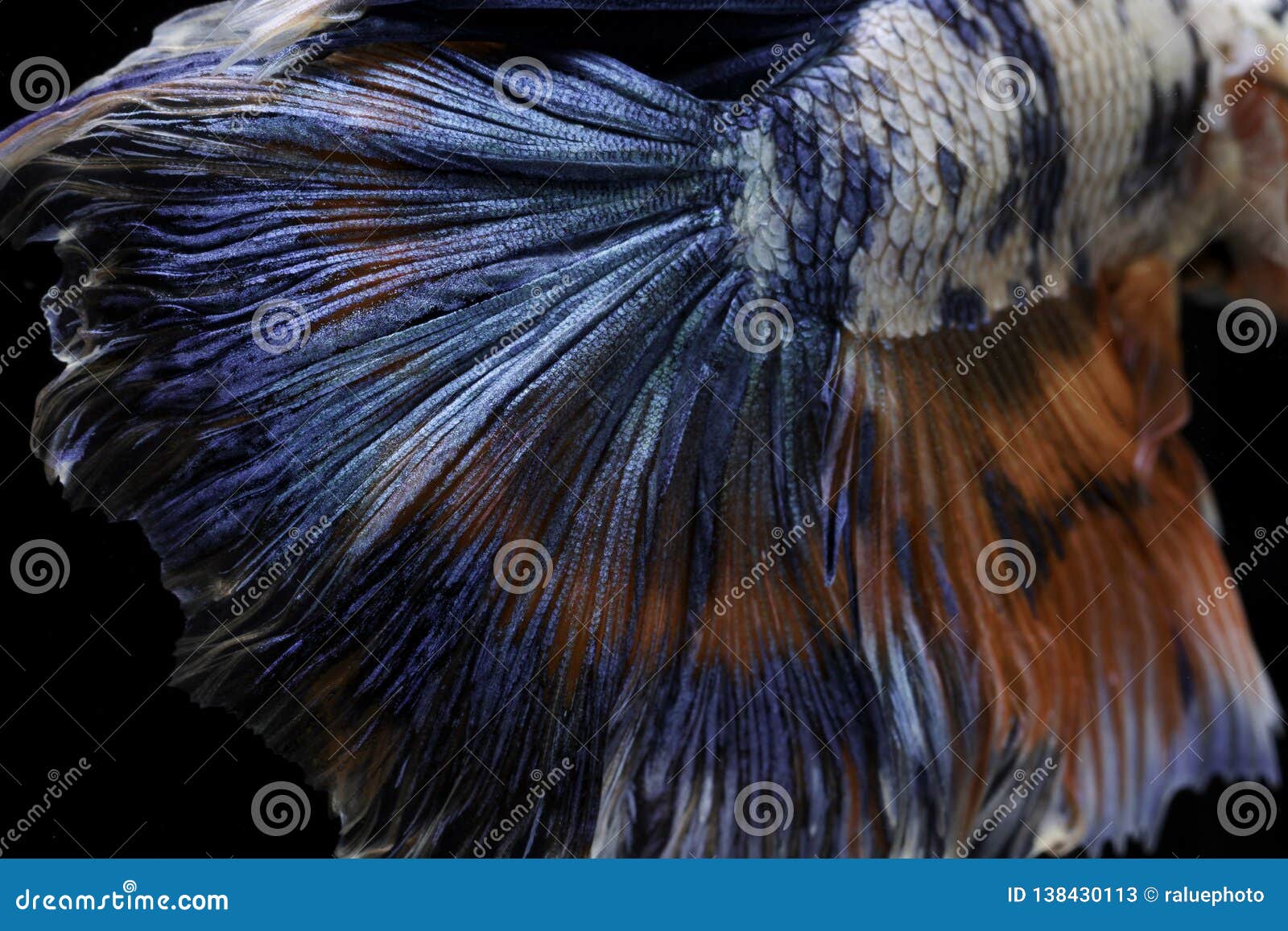 Colors and Patterns on the Fish Tail Surface Bite Stock Image - Image ...