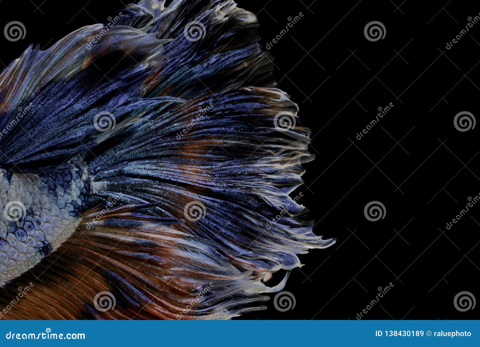 Colors and Patterns on the Fish Tail Surface Bite Stock Image - Image ...