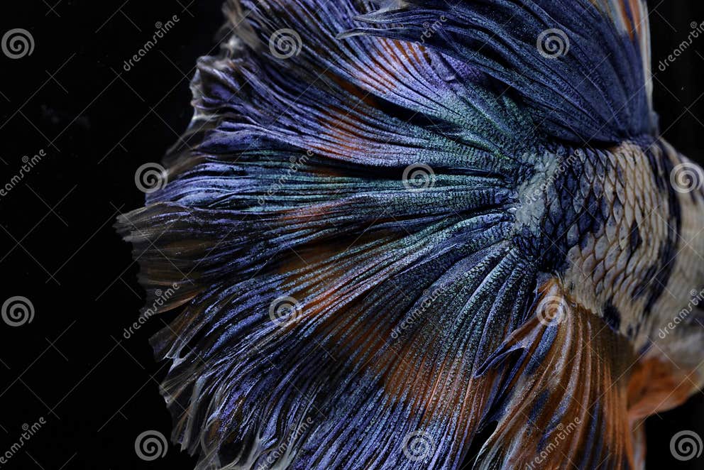 Colors and Patterns on the Fish Tail Surface Bite Stock Photo - Image ...