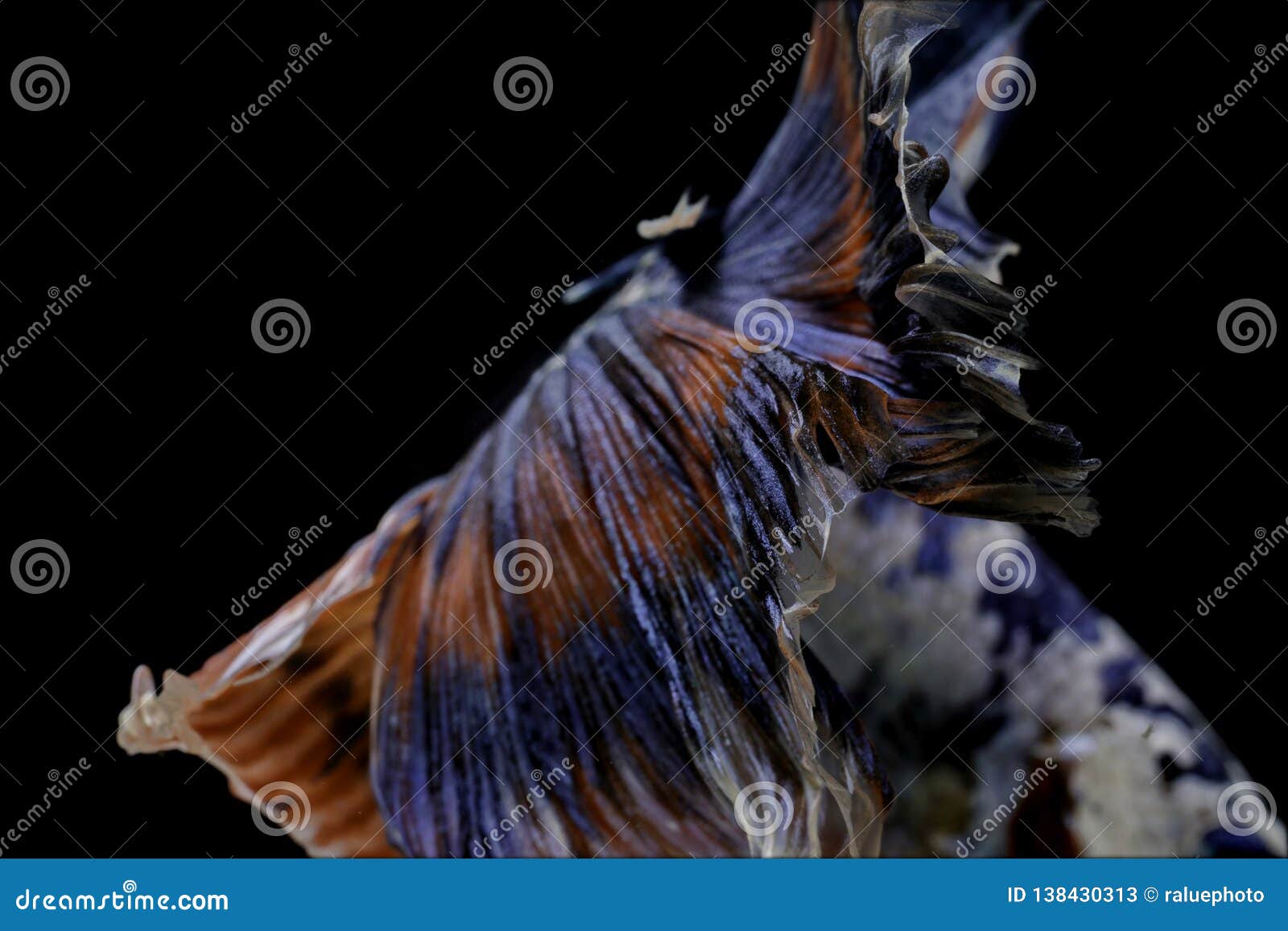Colors and Patterns on the Fish Tail Surface Bite Stock Image - Image ...