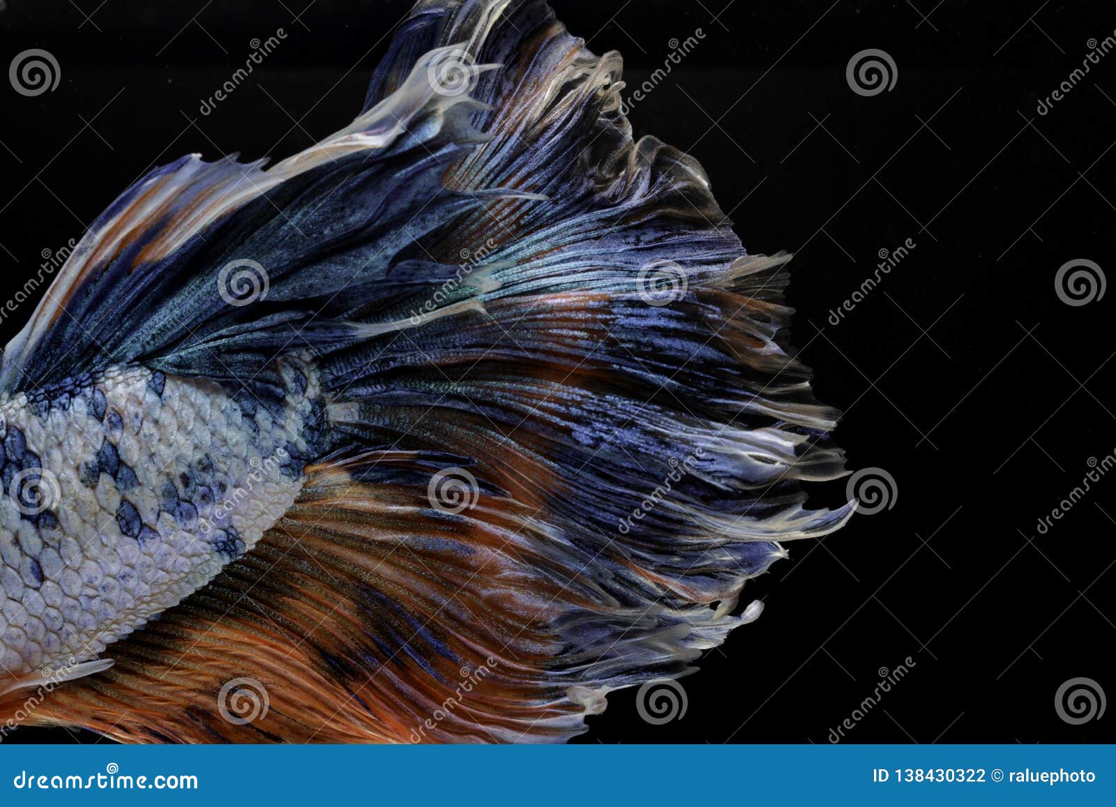 Colors and Patterns on the Fish Tail Surface Bite Stock Photo - Image ...