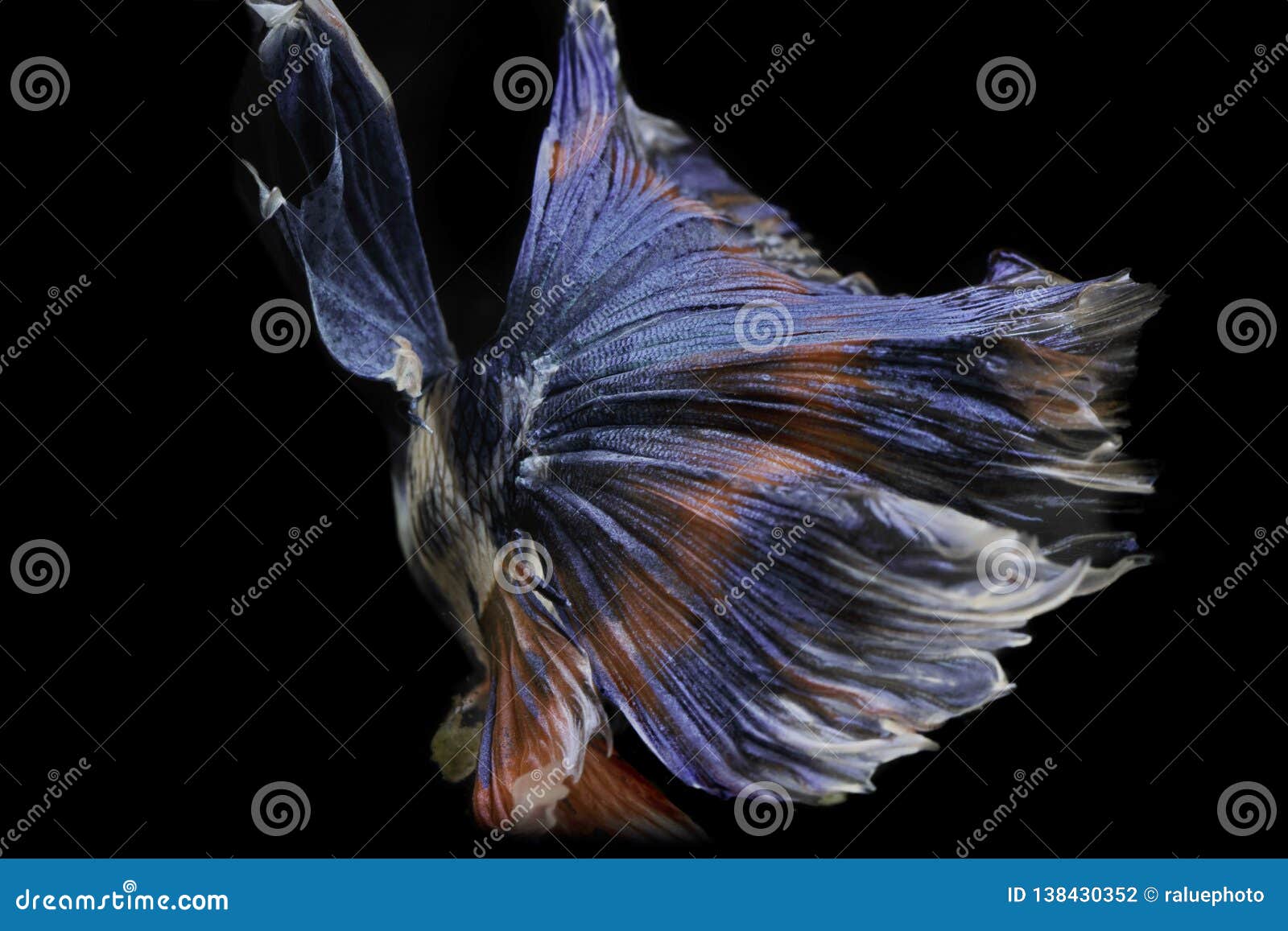 Colors and Patterns on the Fish Tail Surface Bite Stock Photo - Image ...