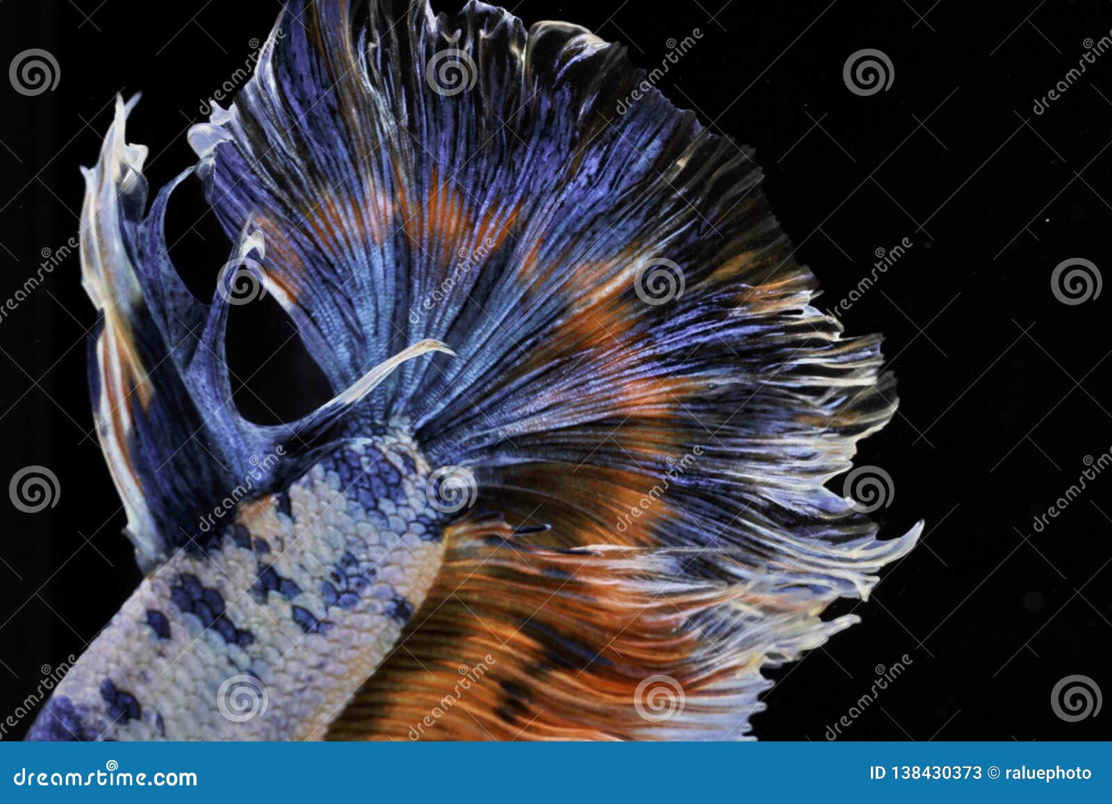 Colors and Patterns on the Fish Tail Surface Bite Stock Image - Image ...