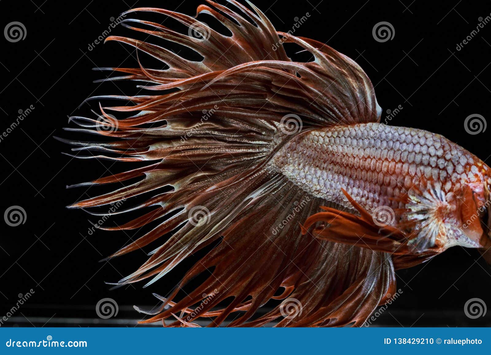 Colors and Patterns on the Fish Tail Surface Bite Stock Photo - Image ...
