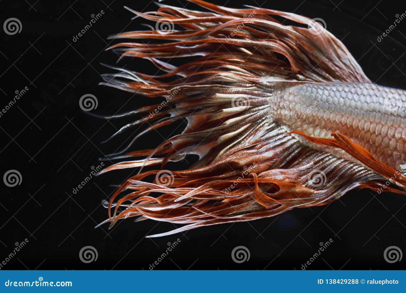 Colors and Patterns on the Fish Tail Surface Bite Stock Photo - Image ...