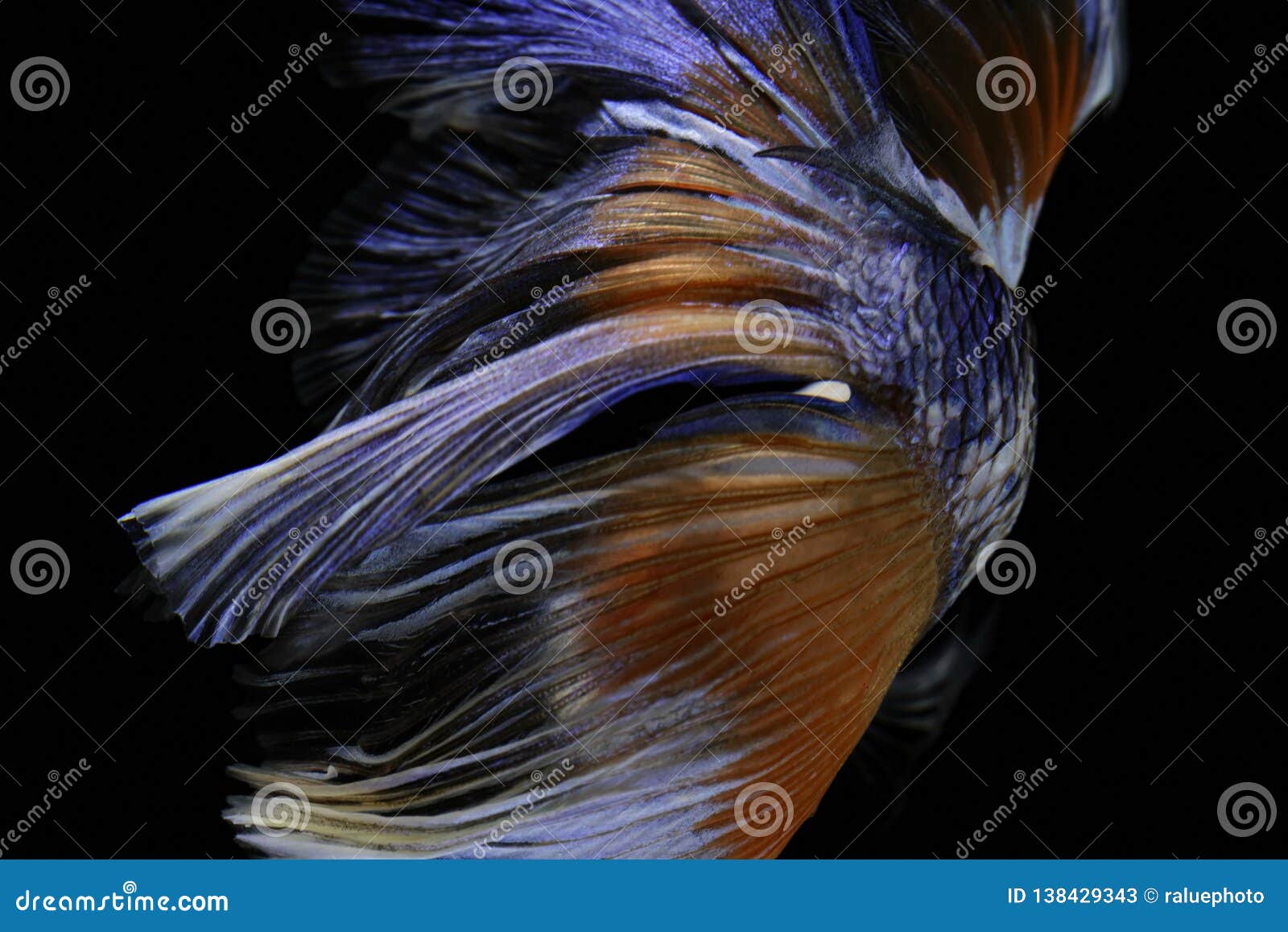 Colors and Patterns on the Fish Tail Surface Bite Stock Image - Image ...