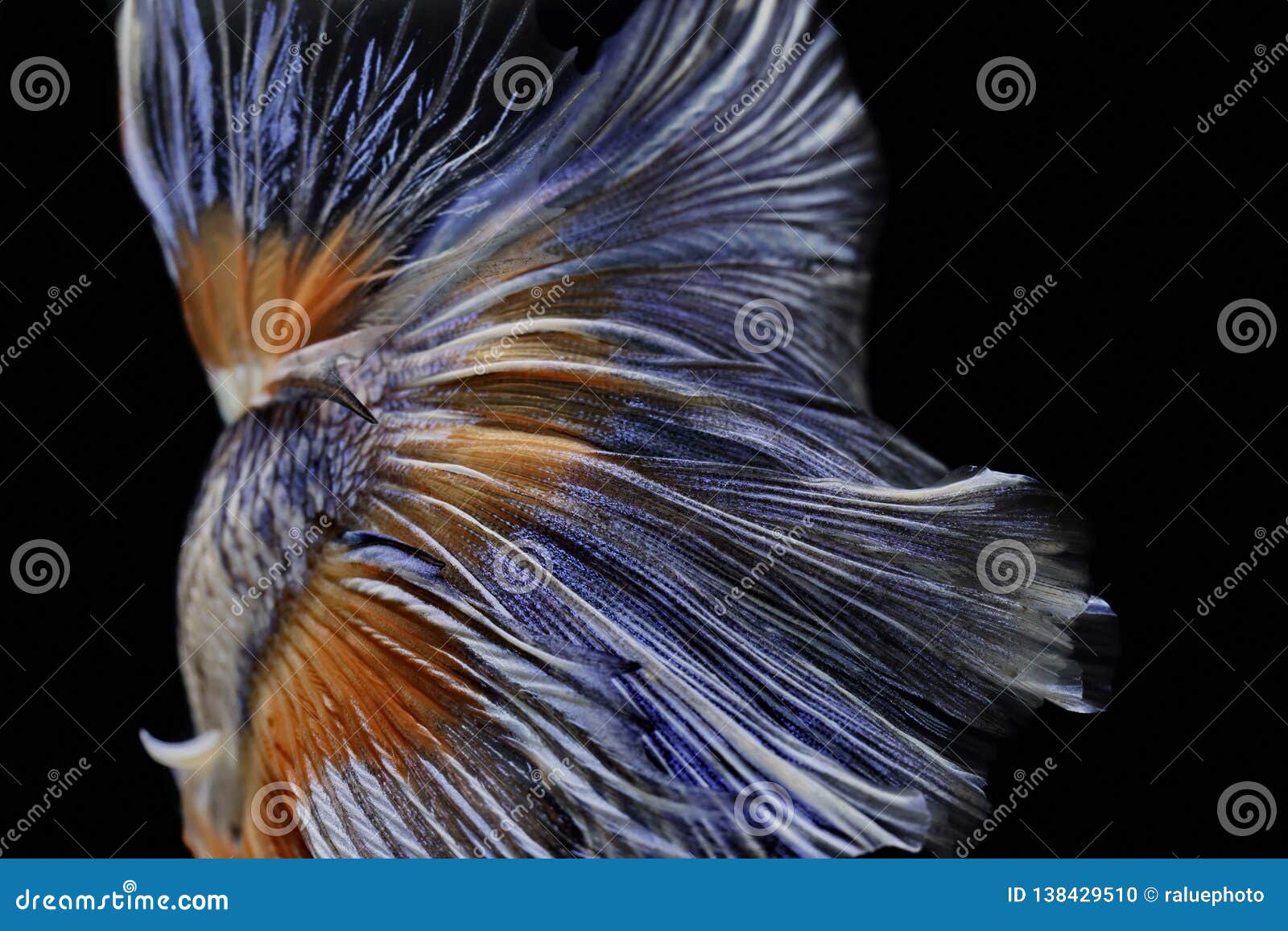 Colors and Patterns on the Fish Tail Surface Bite Stock Photo - Image ...