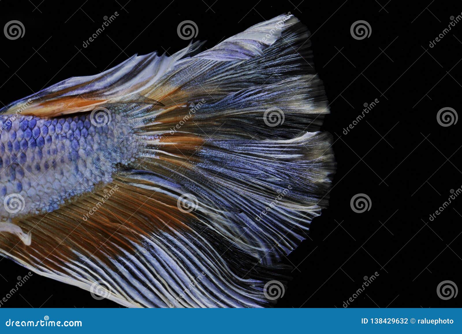 Colors and Patterns on the Fish Tail Surface Bite Stock Photo - Image ...