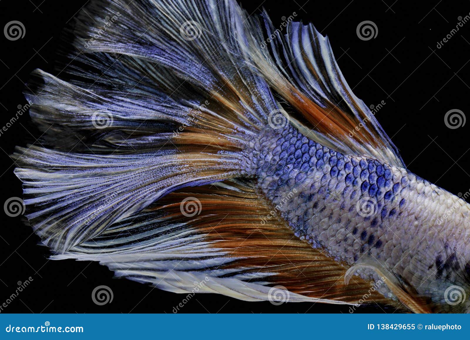 Colors and Patterns on the Fish Tail Surface Bite Stock Image - Image ...