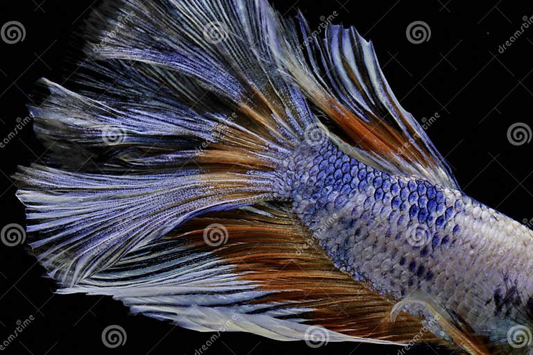 Colors and Patterns on the Fish Tail Surface Bite Stock Image - Image ...
