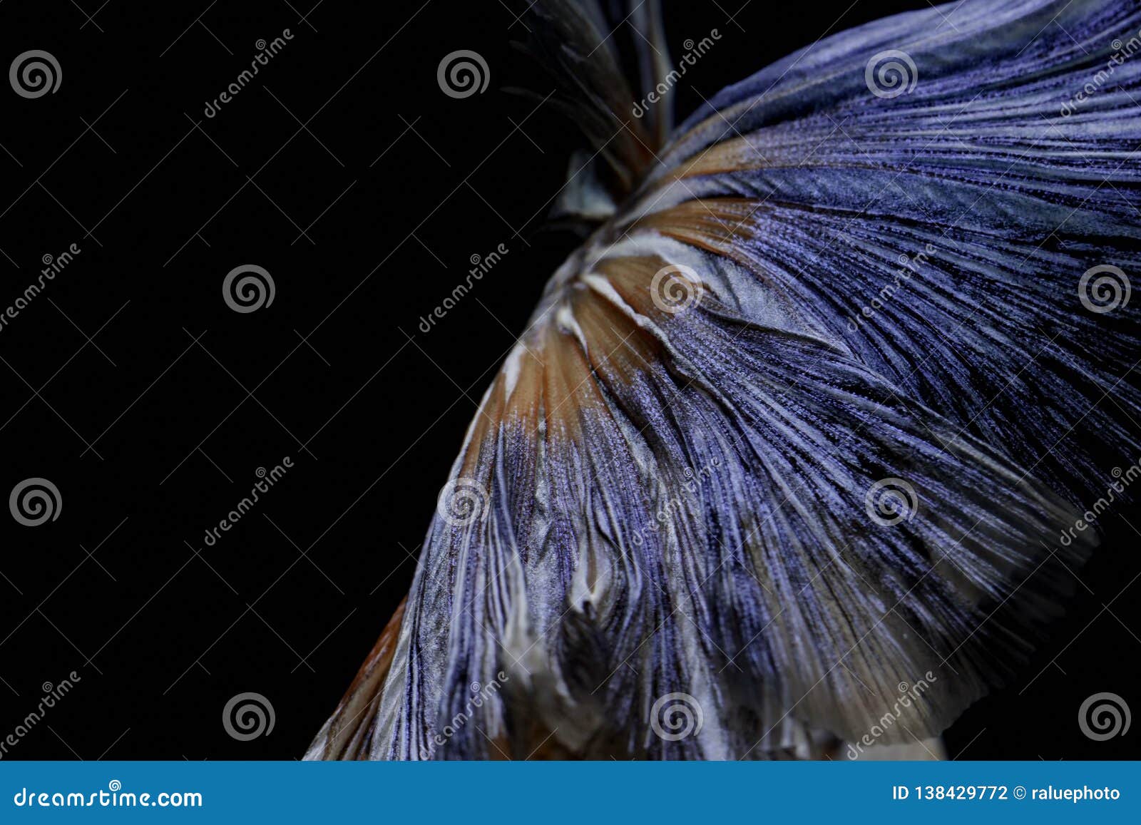 Colors and Patterns on the Fish Tail Surface Bite Stock Photo - Image ...