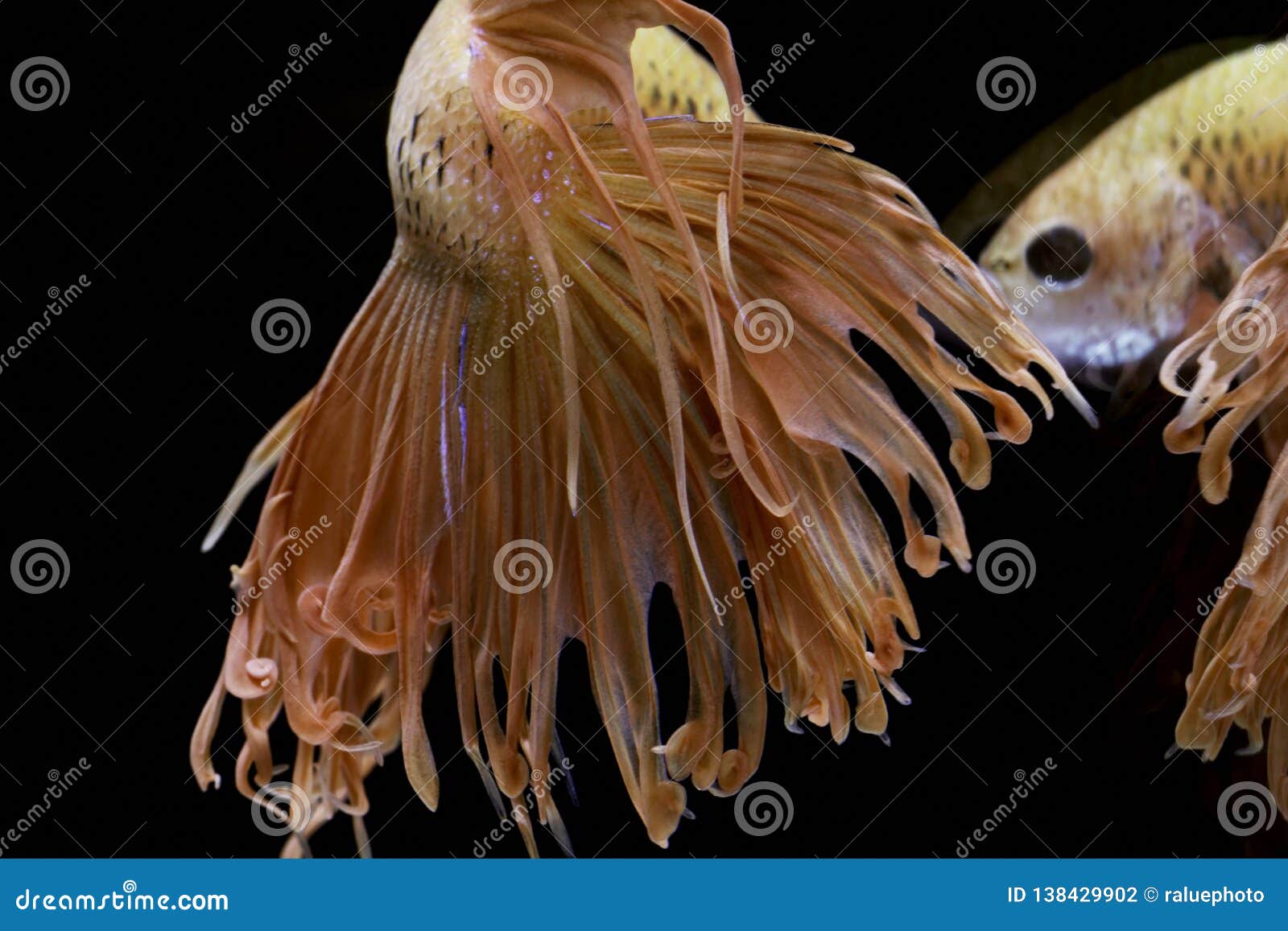 Colors and Patterns on the Fish Tail Surface Bite Stock Photo - Image ...