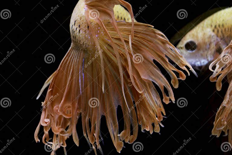 Colors and Patterns on the Fish Tail Surface Bite Stock Photo - Image ...