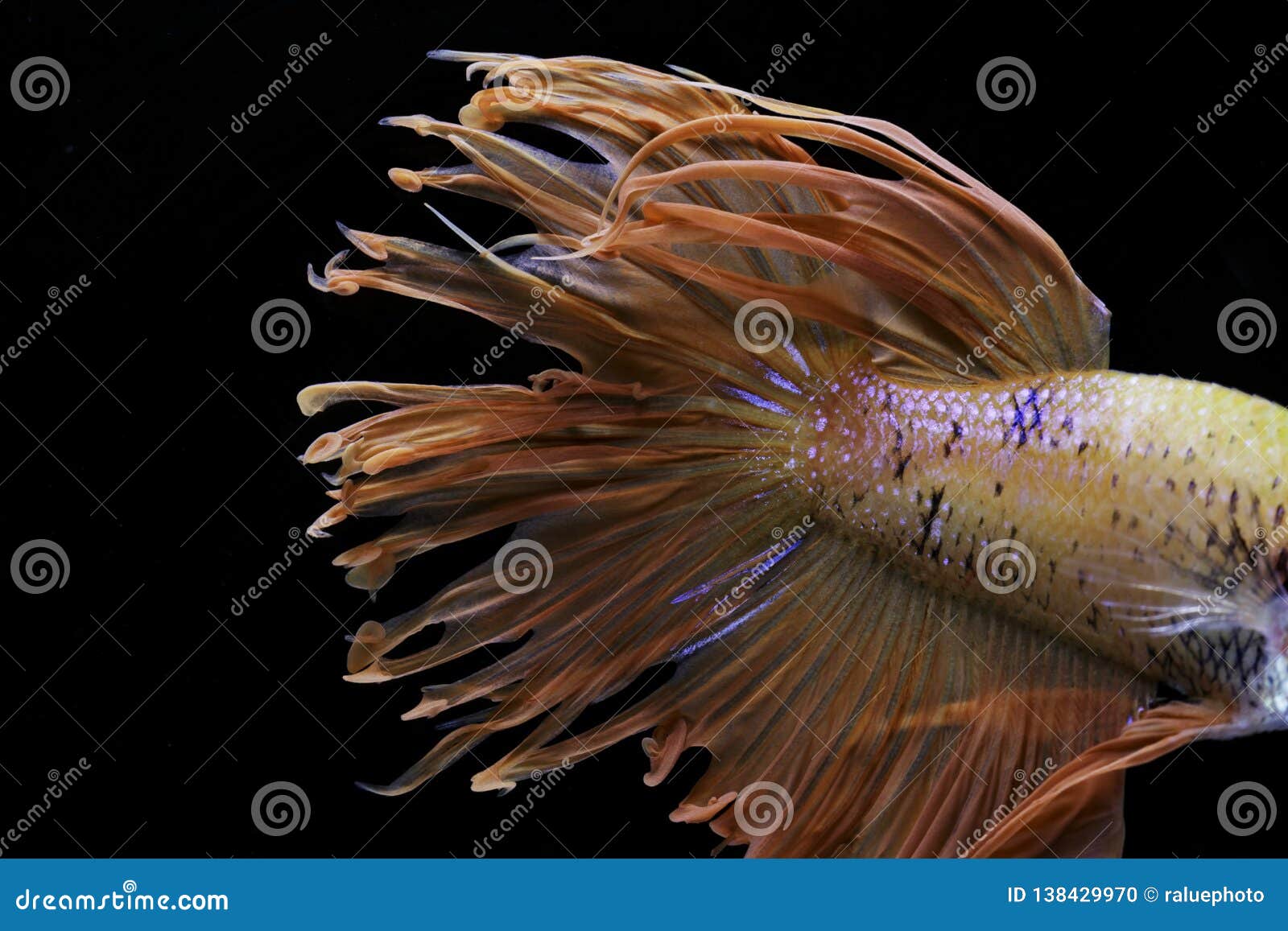 Colors and Patterns on the Fish Tail Surface Bite Stock Photo - Image ...