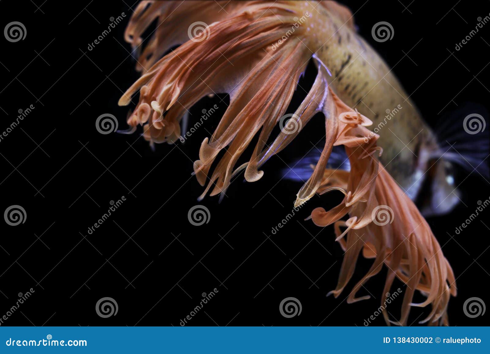 Colors and Patterns on the Fish Tail Surface Bite Stock Photo - Image ...