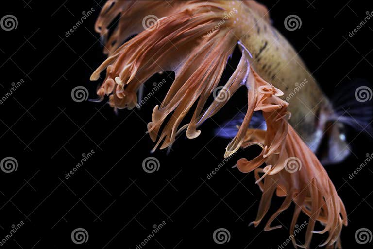 Colors and Patterns on the Fish Tail Surface Bite Stock Photo - Image ...