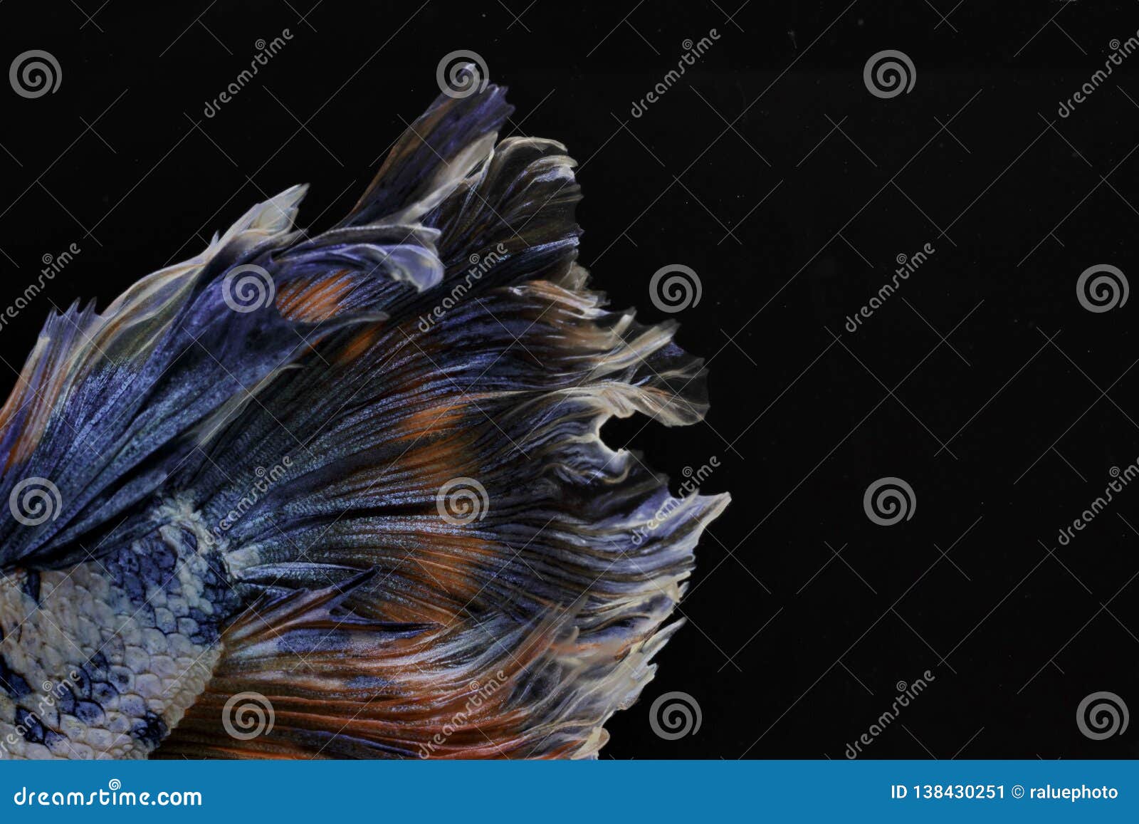 Colors and Patterns on the Fish Tail Surface Bite Stock Image - Image ...