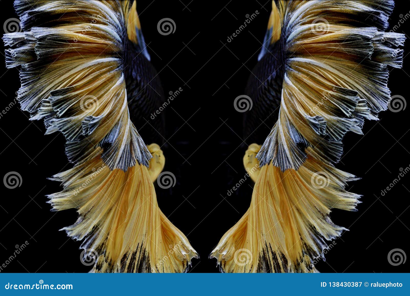 Colors and Patterns on the Fish Tail Surface Bite Stock Image - Image ...