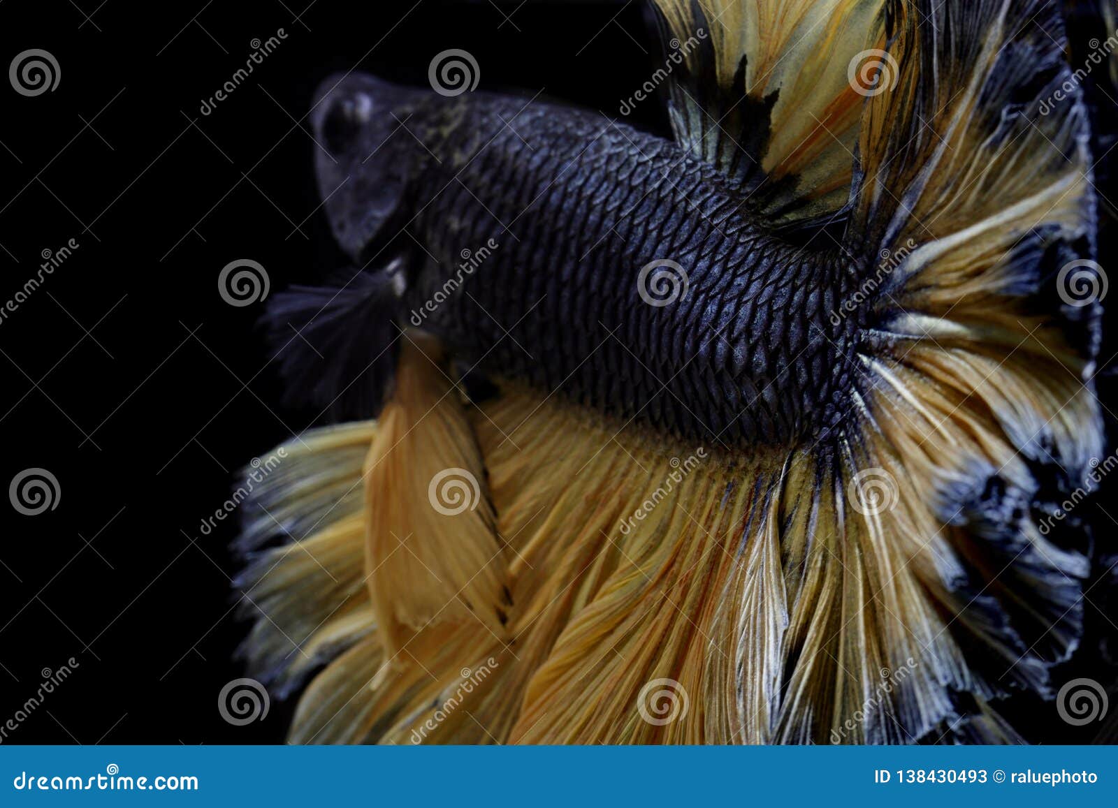 Colors and Patterns on the Fish Tail Surface Bite Stock Image - Image ...