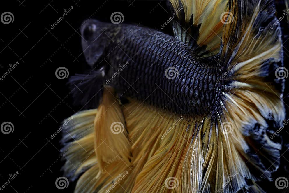 Colors and Patterns on the Fish Tail Surface Bite Stock Image - Image ...