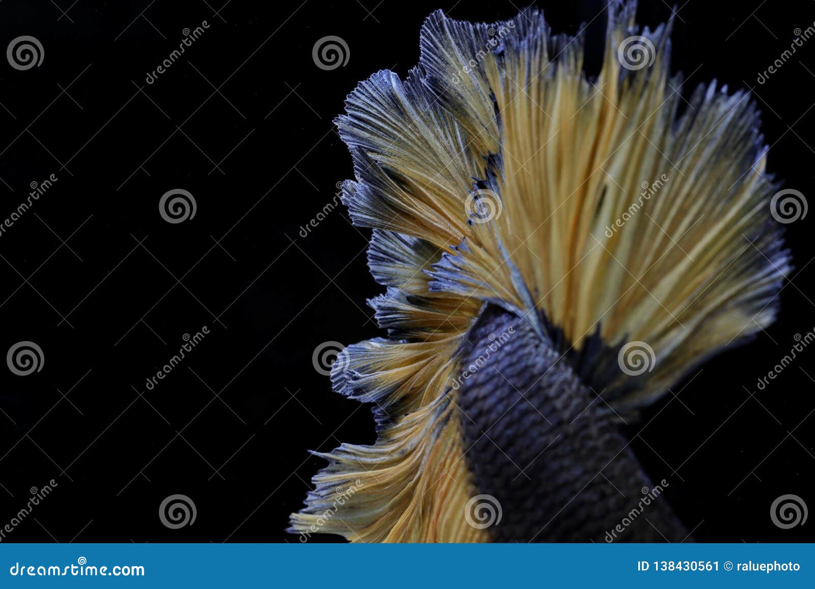 Colors and Patterns on the Fish Tail Surface Bite Stock Image - Image ...
