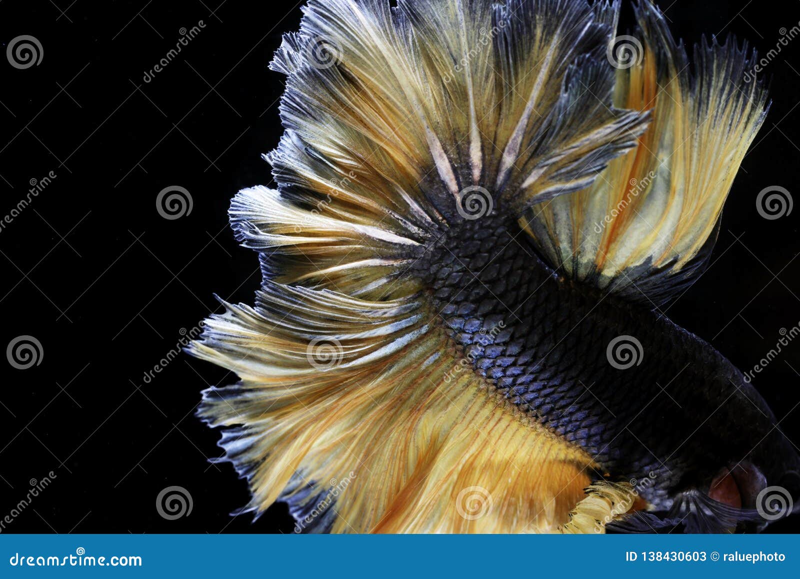 Colors and Patterns on the Fish Tail Surface Bite Stock Image - Image ...
