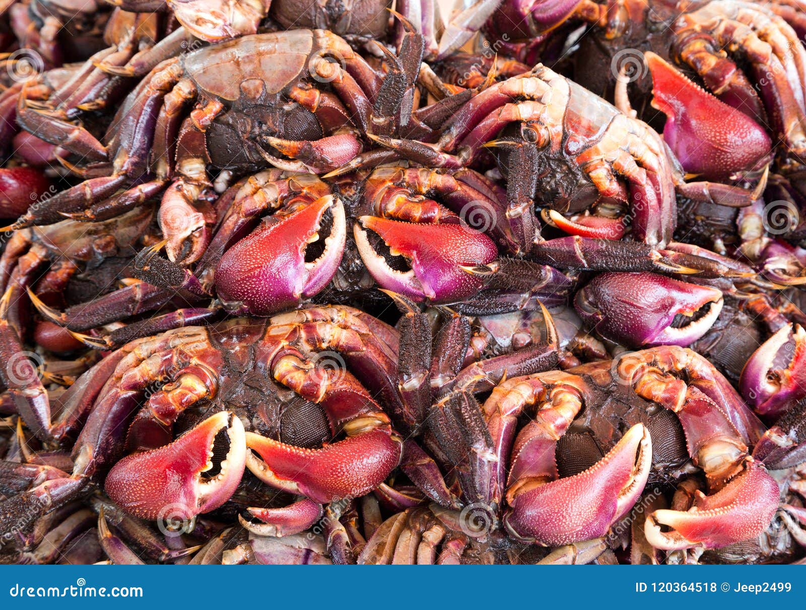 The Colors and Patterns of Salted Crabs. Stock Photo - Image of cook ...