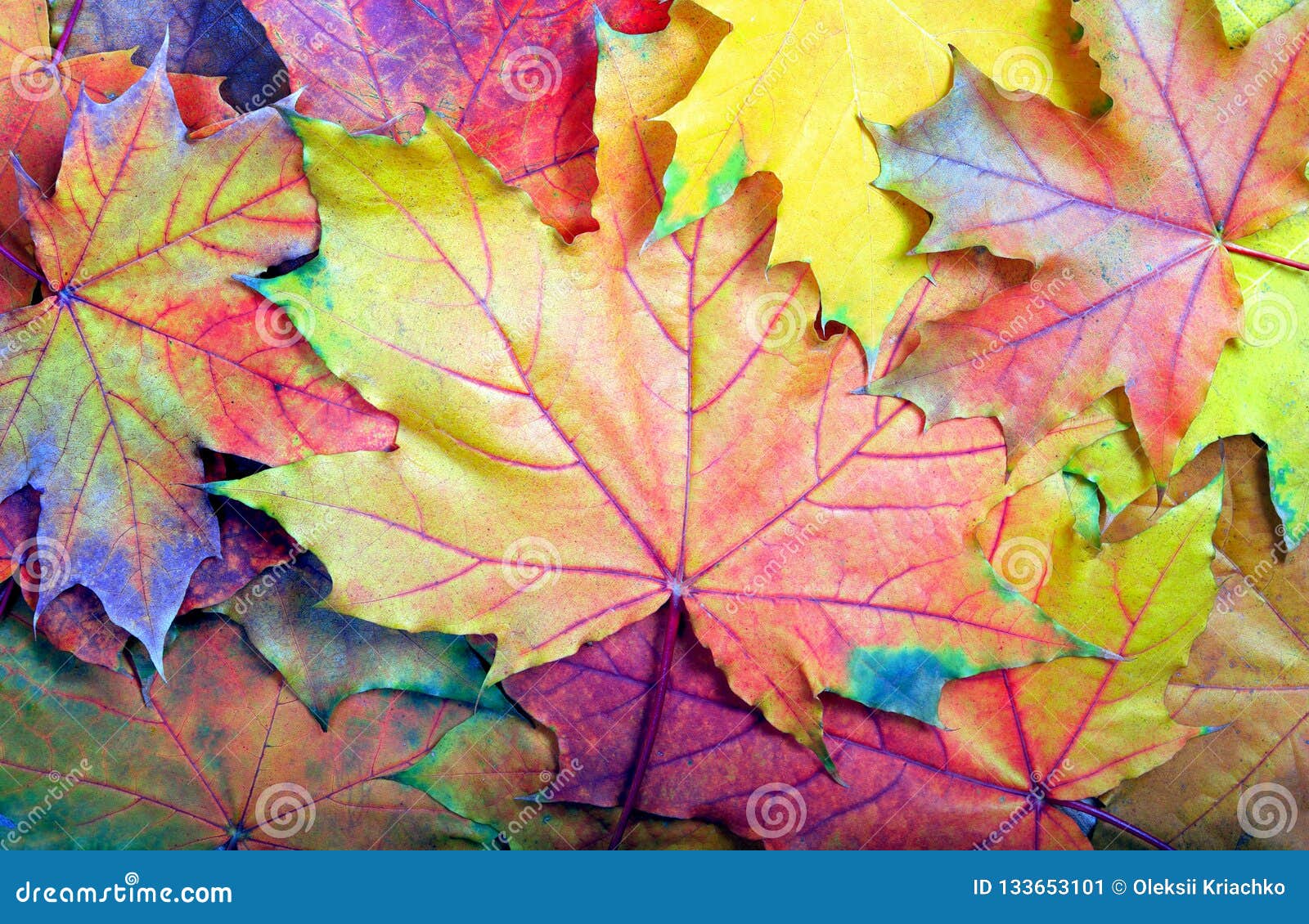 Colors of Rainbow. Colorful Maple Leaves Texture Background. Top View ...