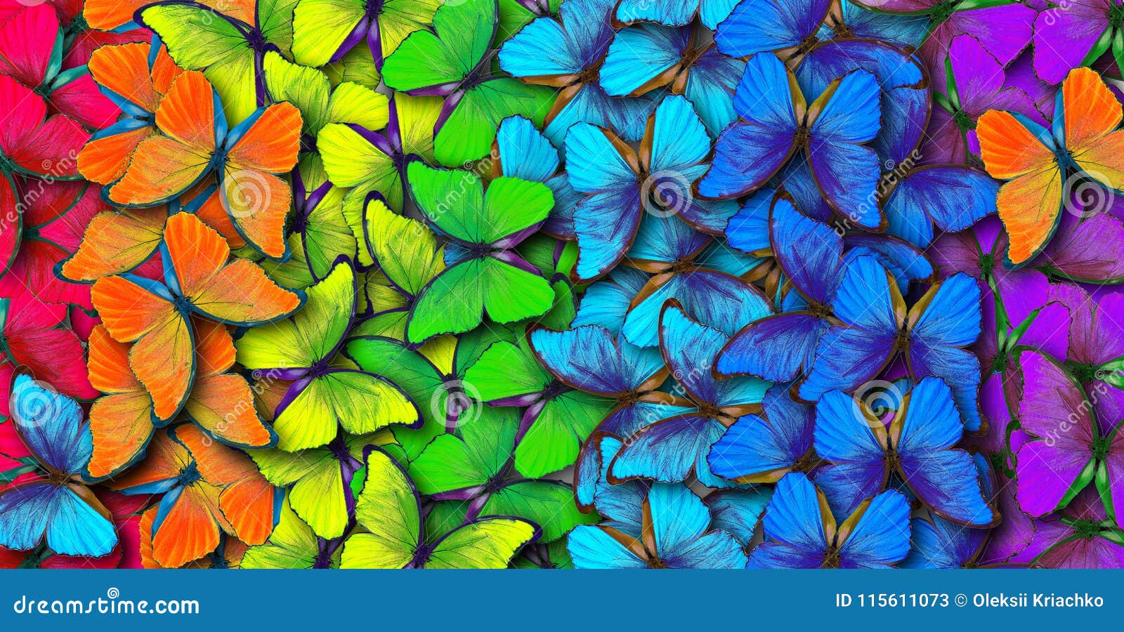 Colors of Rainbow. Pattern of Multicolored Butterflies Morpho, Texture ...
